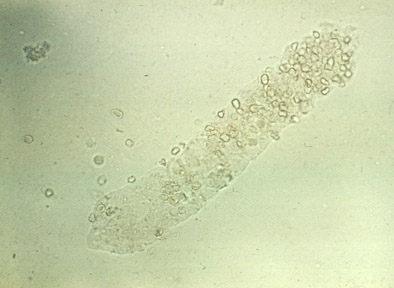 New Page 1 [stritch.luc.edu]