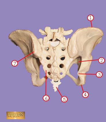 untitled [stritch.luc.edu]