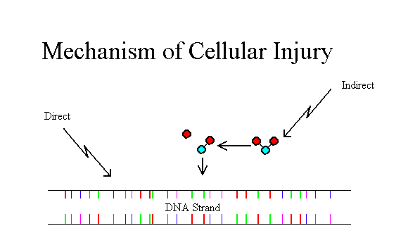 Radiation Accident Management - Biologic Effects of Radiation