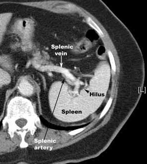 Course of Esophagus